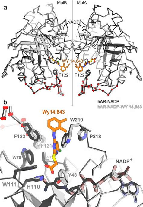 Superposition Of Har Binary Har•nadp Pdb Id 3q65 And Ternary Download Scientific Diagram