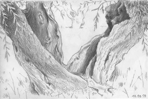 Hollow Trees Hollow Tree Tree Sketch Book