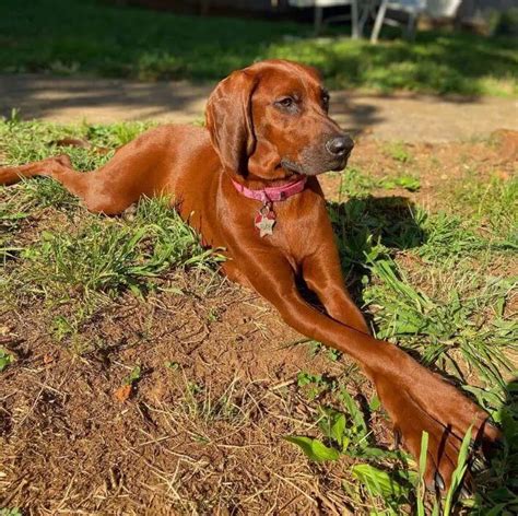 10 Fun Facts About Redbone Coonhounds Redbone