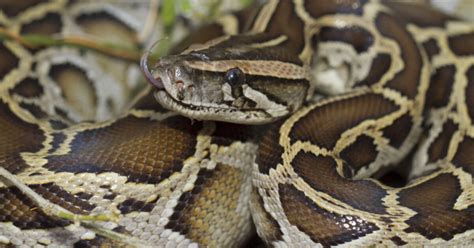 python hunter catches 28 in florida python… grand view outdoors