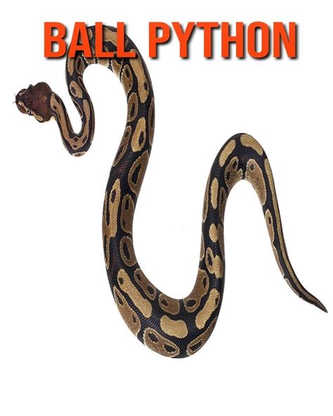 Burmese Pythons 3697538
