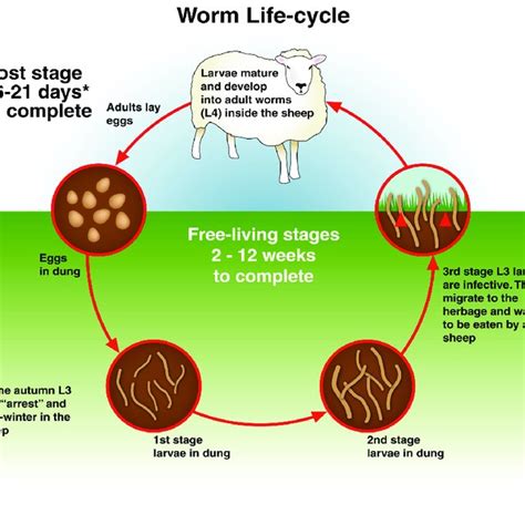 2 Activity Of Sheep Anthelmintics Against Lungworms Tapeworm And Download Table