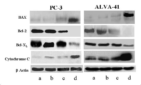 Effect Of Tbb On Trail Mediated Expression Of Bax Bcl 2 Bcl X L And
