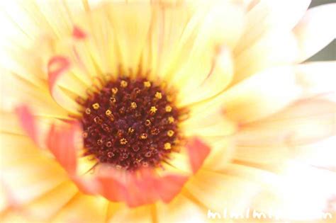 カレンデュラキンセンカの花の写真花言葉名前の由来 みみみんブログ