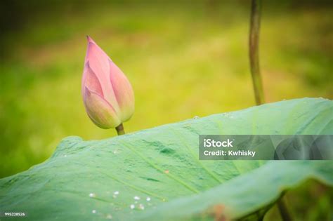 분홍색 신성한 로터스 꽃 자연 배경 녹색 잎 Nelumbo Nucifera 또한 인도 로터스 신성한 로터스 인도의 콩 이집트 콩 또는 단순히 로터스 0명에 대한 스톡 사진