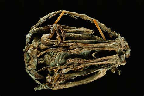 T Rex Ancestor Had An S Shaped Brain Fossil Reveals National Geographic