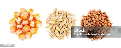 옥수수 메밀 보리 곡물은 흰색 배경에 고립 상단 보기 흰색 배경에 고립 된 시리얼 옥수수 보리 흰 배경에 고립 된 메밀 평평한 평지의 곡물 세트 보리에 대한 스톡 사진 및