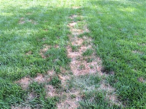 Pythium Foliar Blight K State Turf And Landscape Blog