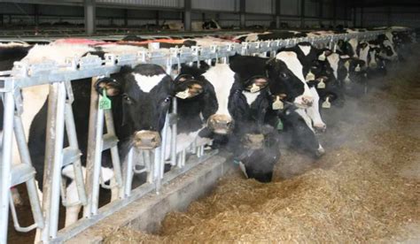 Department Of AH VS Rolling Out Accelerated Breed Improvement Programme Sex Sorted Semen ABIP