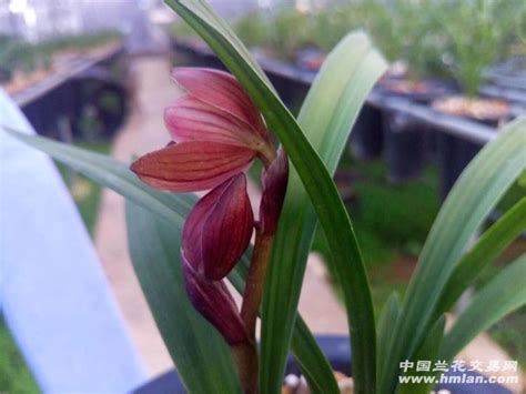 春剑富贵红简介 春剑富贵红图片 春剑富贵红 第10页 大山谷图库