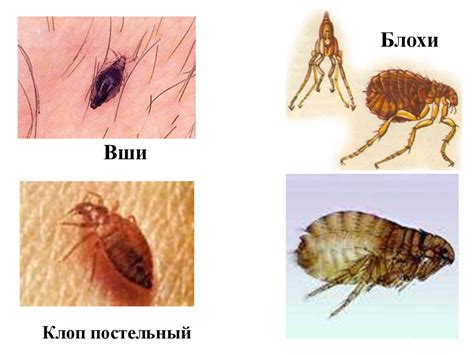 Паразитизм. Паразиты человека и животных - презентация онлайн