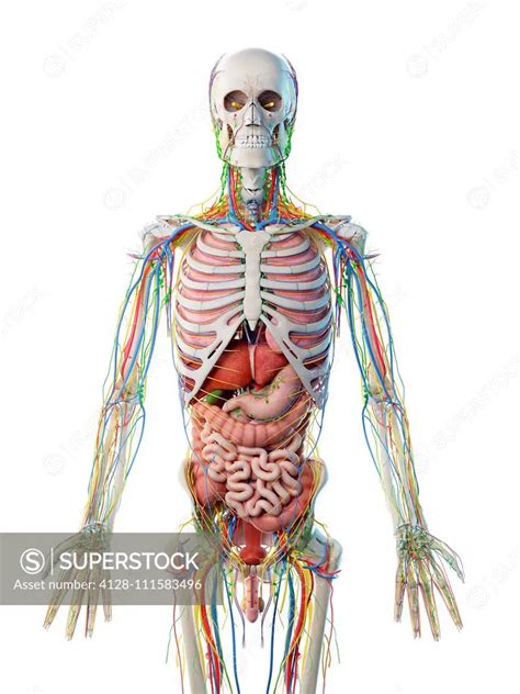 Male Upper Body Anatomy Computer Illustration Superstock