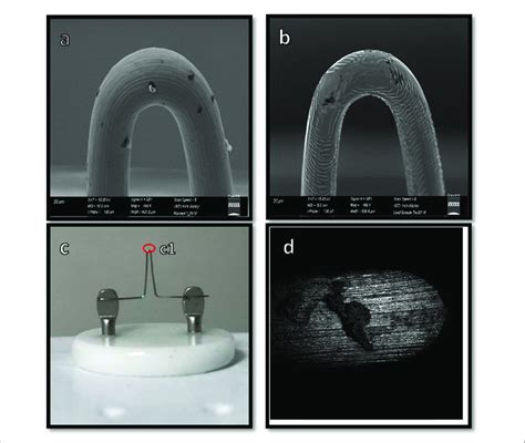 Scanning Electron Microscope Comparison Of New Filament With Visible Download Scientific