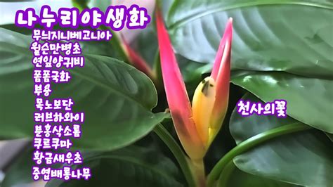 나누리야생화 아스타신닌기아미니바이올렛무늬지니베고니아리시안서스아메시스트목사랑초무늬가자니아윌슨만병초연잎양귀비폼폼국화목노보단부용분홍삭소롬쿠르쿠마천사
