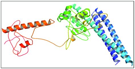 Predicted 3d Structure Of T Pallidum Vaccine Constructs Visualized By Download Scientific