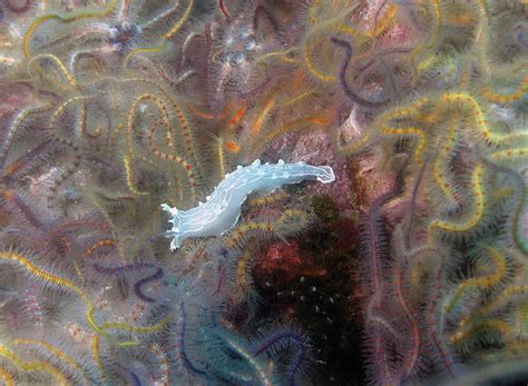 A Sea Slug Symphony The Ark In Space