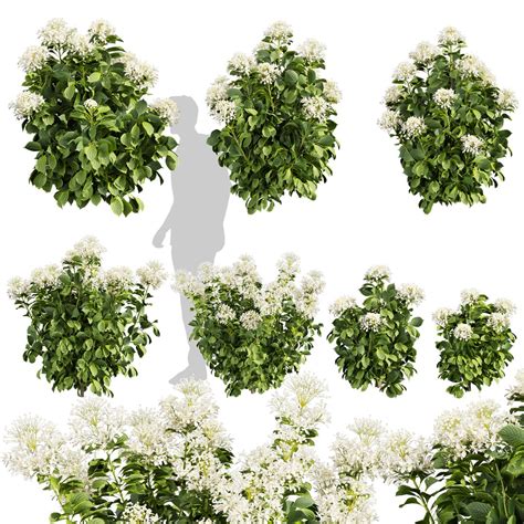 Collection Plant Vol 570 Shurb Hydrangea Great Star 3ds Max