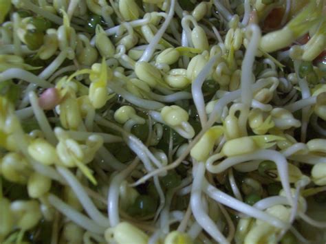 Grow Mung Bean Sprouts And Make Egg Foo Young With Them 4 Steps Instructables