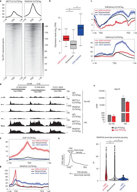 Profiling Rna At Chromatin Targets In Situ By Antibody Targeted Tagmentation Pmc
