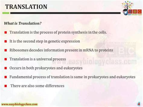 Difference Between Prokaryotic And Eukaryotic Translation Pptx