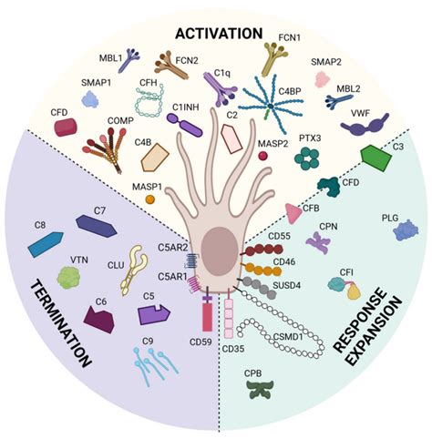 Complement Receptor Protein Cd35 Creative Biolabs Complement