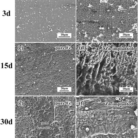 Surface Morphologies Of Specimens After Static Immersion Tests Download Scientific Diagram