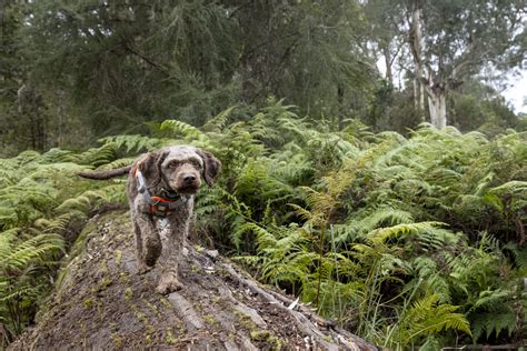 Wildlife Detection Dog Successfully Trained To Find Rare Finger