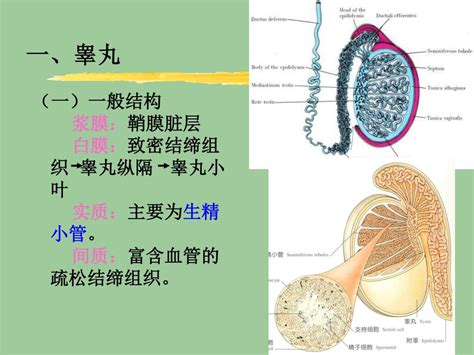 Ppt 男性生殖系统 Powerpoint Presentation Free Download Id5483005