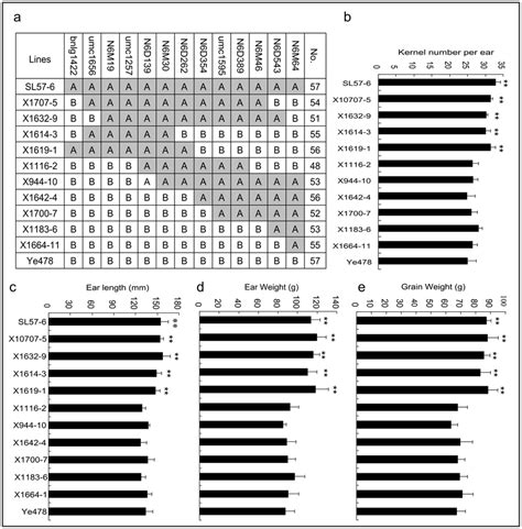 Genotype And Phenotype Of Homozygous Recombinant Lines Developed From A