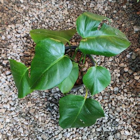 خرید و قیمت برگ انجیری پنجه شیری گیاه آپارتمانی رونده از غرفه طرح گل