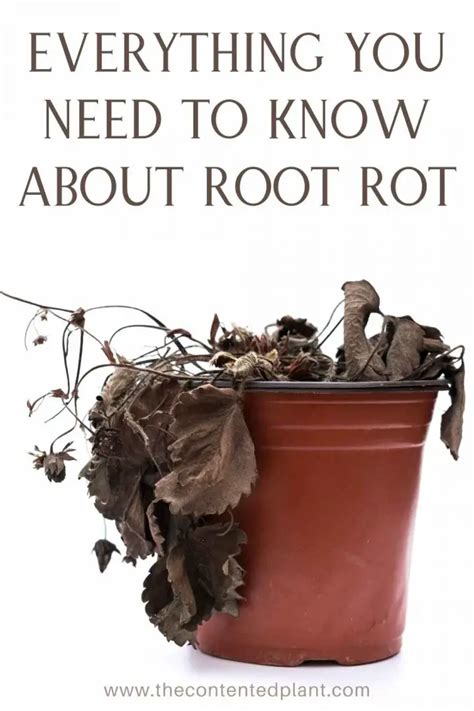 How To Fix Root Rot The Contented Plant