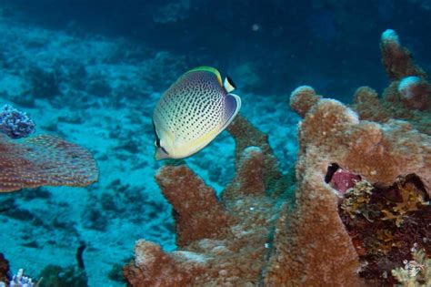 Peppered Butterfly Fish Facts And Photographs Seaunseen