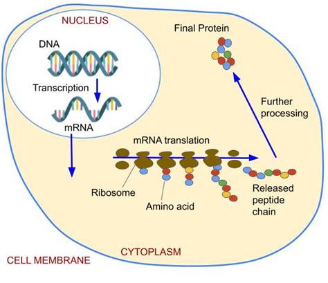 Diagram Of Mrna Processing Rna Eukaryotic Processing Poly Ta