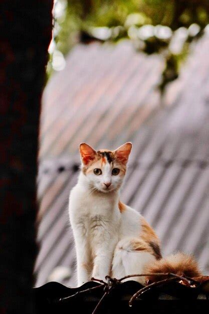 Premium Photo Purr Fect Cat