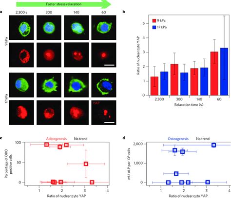Nuclear Localization Of Yap Is Enhanced By Faster Stress Relaxation Download Scientific