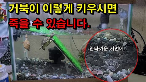 [ 거북이씨 ] 거북이 이렇게 키우시면 죽을 수 있습니다 Youtube