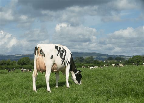 A Complete Guide To Dairy Cattle Genetics Abs Global Uk