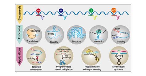 Rna Guided Rna Modifications Biogenesis Functions And Applications James Demmitt Mba