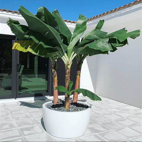 Palm Tree Planter What Kind Of Pot Should I Use For A Palm Tree Jay