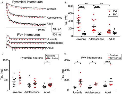 Frontiers Cell Type Specific Development Of The Hyperpolarization Activated Current Ih In