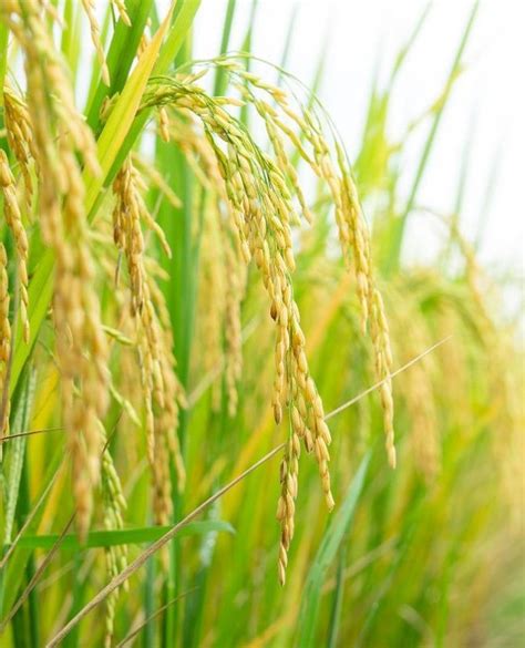 F B Tech Magazine On Linkedin Fbtechnz Foodandbeveragetechnologymagazine Foodtechnolognz…