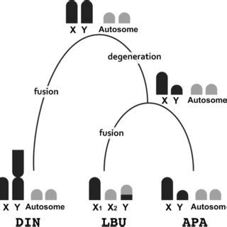 Schematic Model For Sex Chromosome Evolution In The Three Pygopodids Download Scientific