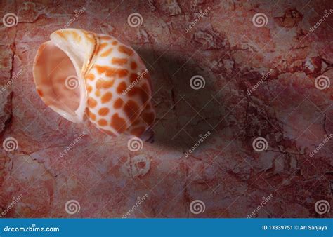 Cockle Shells Stock Image Image Of Background Cockle 13339751