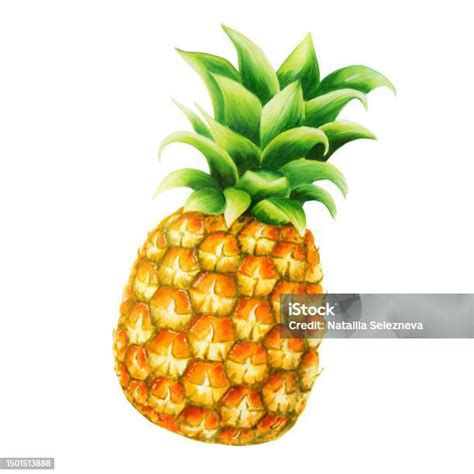 신선한 파인애플의 수채화 그림 열대 과일은 흰색 배경에 분리되어 있다 디자이너 스파 장식 엽서 결혼식 인사말 배경 화면 포장지