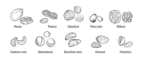 제목스케치 스타일의 너트 세트입니다 견과류의 주요 유형 호두 마카자미아 피칸 아몬드 헤이즐넛 껍질과 전체 견과류 견과류 얇은