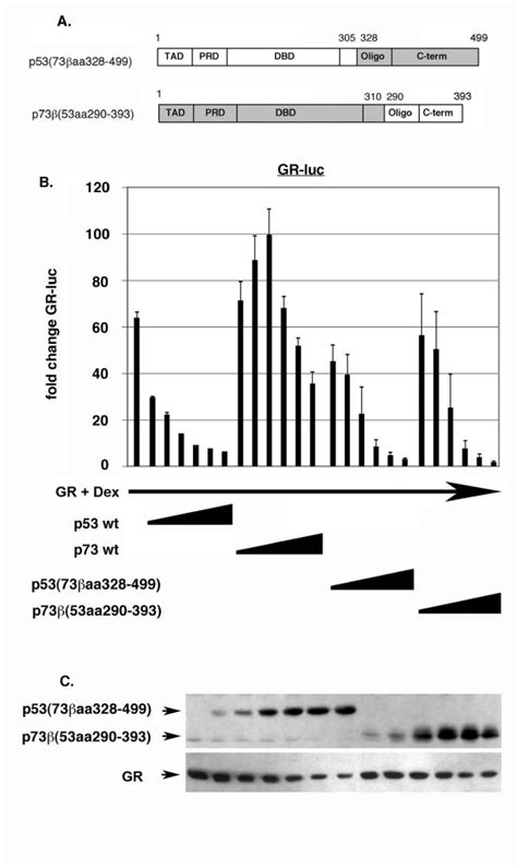 C Terminal Sequences Affect P53 And P73 Inhibition Of Gr A Schematic Download Scientific