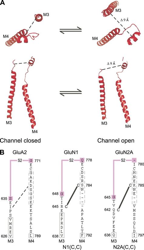 A Model Of The Intrasubunit Gating Dynamics Of M3 S2 And S2 M4 In The Download Scientific