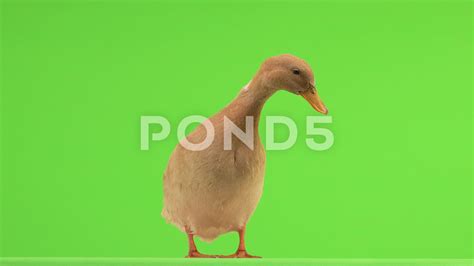 Duck Quacking
