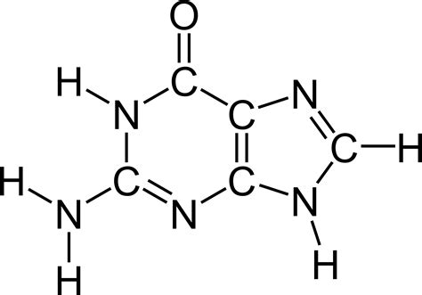 Download Hd 28 Collection Of Protein Structure Drawing Nucleic Acid Diagram Of Macromolecule