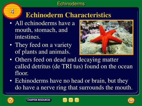 Ppt Echinoderm Characteristics Powerpoint Presentation Free Download